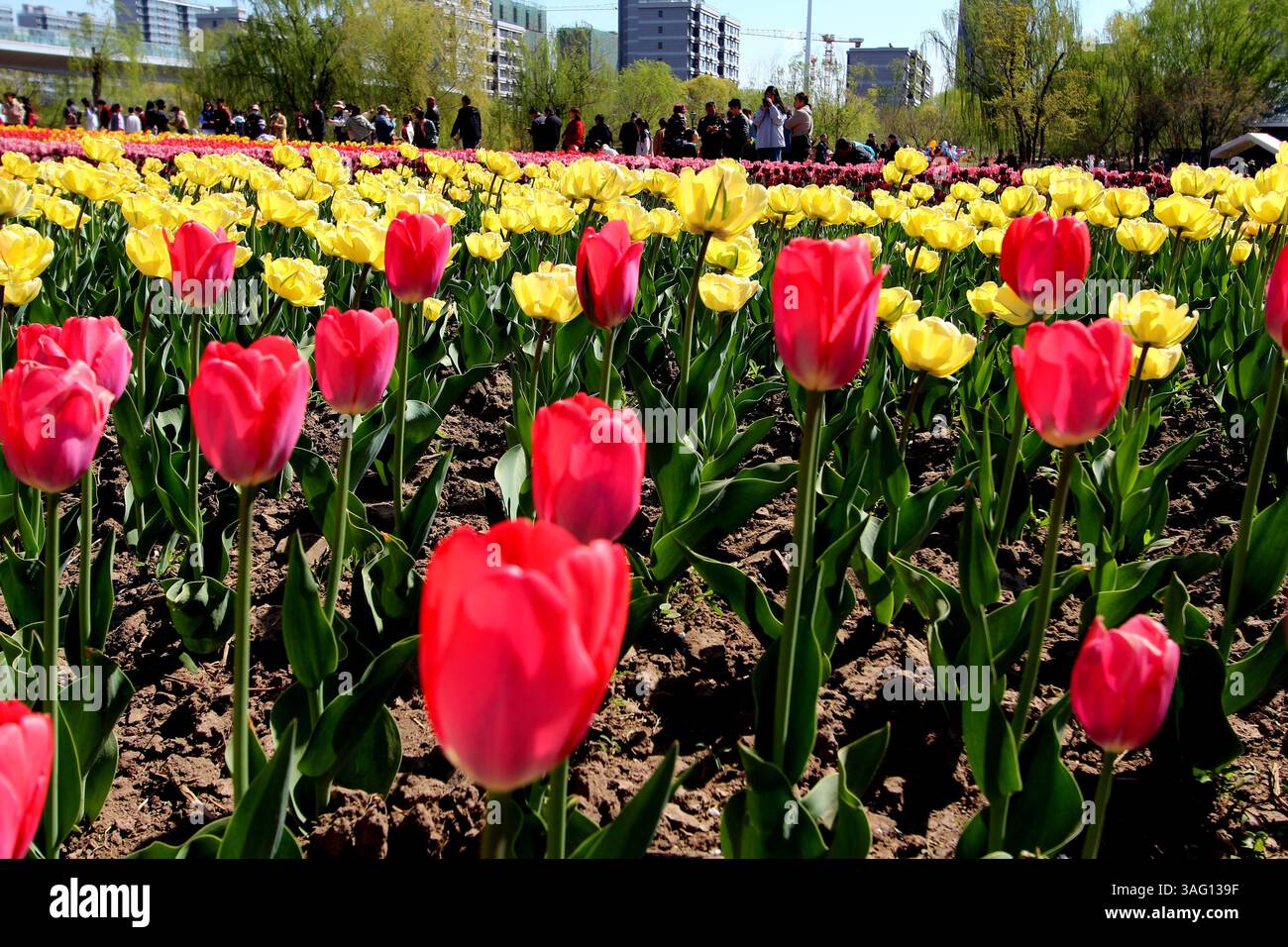 Blooming tulip flowers at a park attract people in Binzhou City, east ...