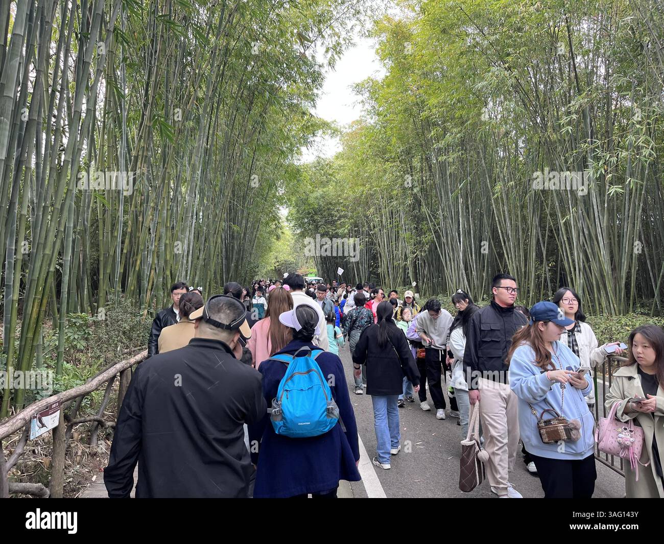 Giant pandas at Chengdu Research Base of Giant Panda Breeding attract ...