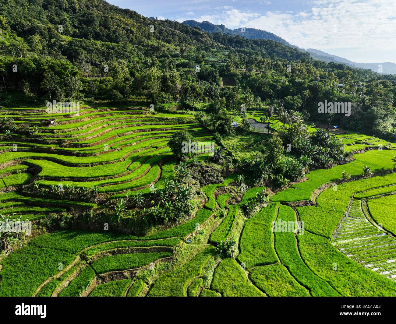 aerial view of terraced rice fields on a mountain slope Stock Photo - Alamy