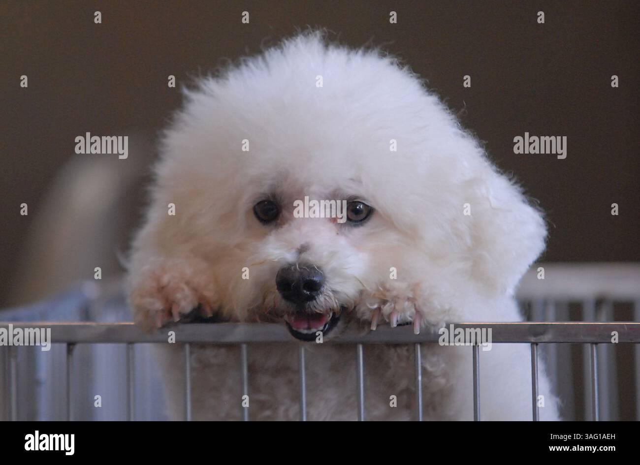 Aug. 26, 2012 - Manila, Philippines - A Bichon Frise peeks from her ...