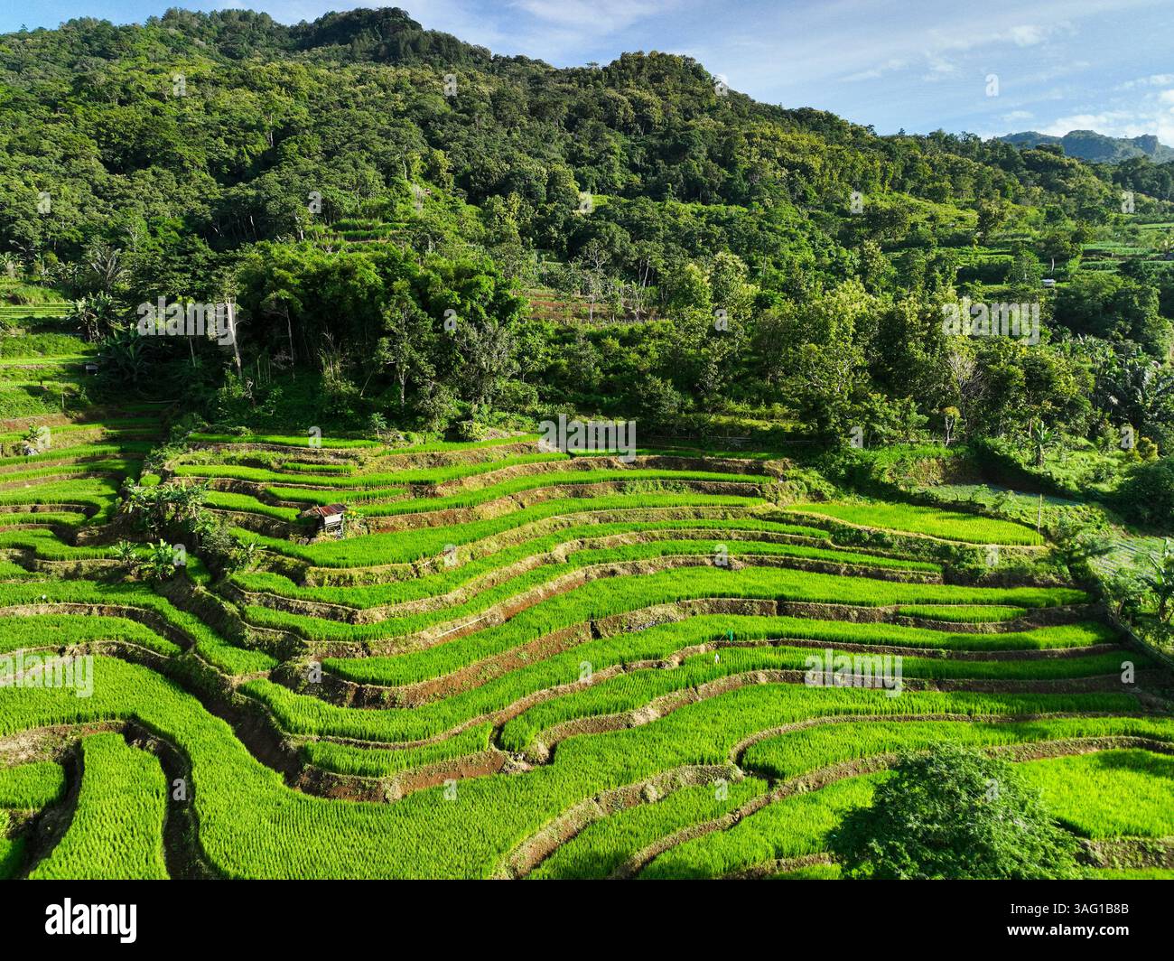 aerial view of terraced rice fields on a mountain slope Stock Photo - Alamy