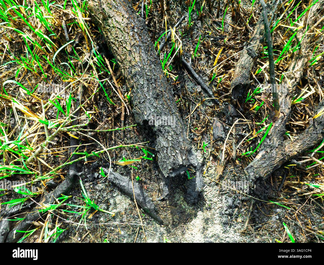 Aerial view of a grass growing after a wildfire. Earth Day background ...