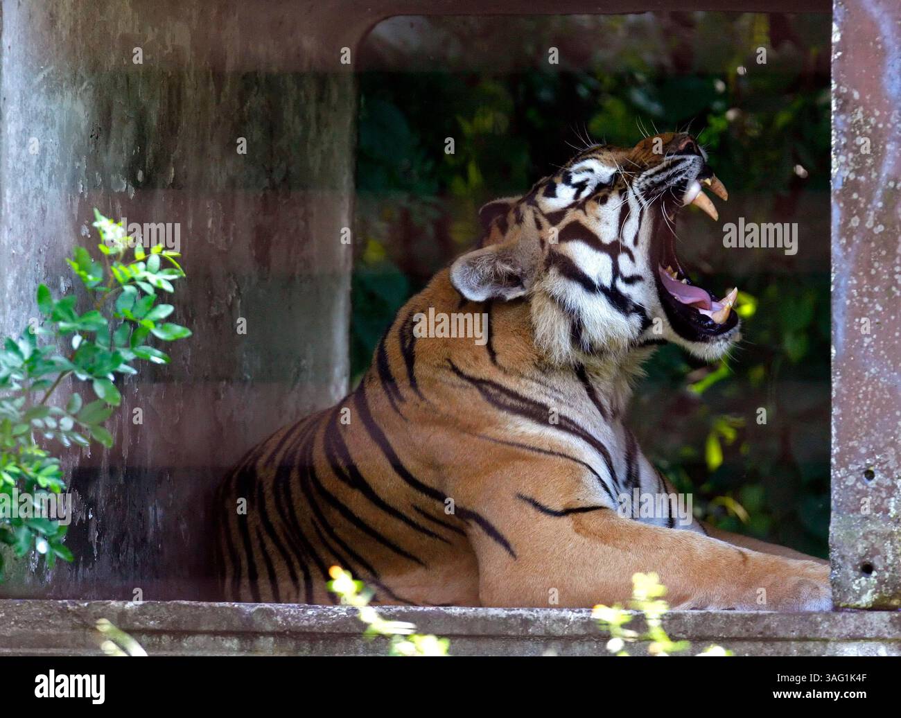 TP 271805 ZUPP Bigcat 7.Caption: (08/07/2007 Citrus Park) Shere Khan, a ...