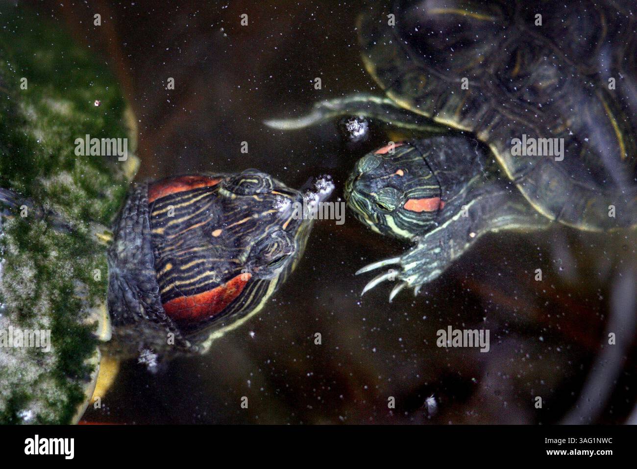 Florida softshell alligator hi-res stock photography and images - Alamy