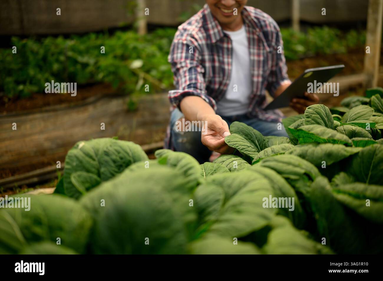 Man using technology to assess crop quality inside a greenhouse. Smart ...