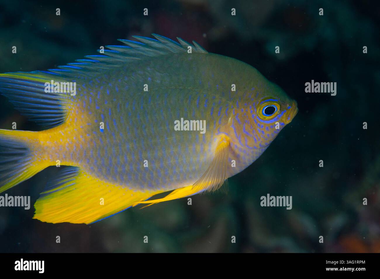 Golden Damsel, Amblyglyphidodon aureus, Whale Rock dive site, Fiabacet ...