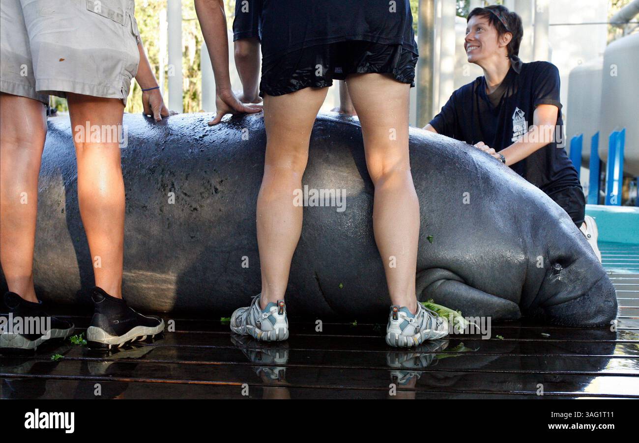 TP 276437 ZUPP Marty 1.1 of 1.Caption: (Tampa 10/18/2007) Tampa's Lowry ...