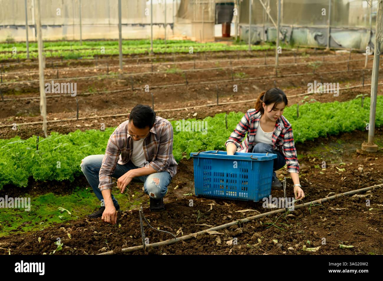 Two farmers working together in a greenhouse. Sustainable agriculture ...
