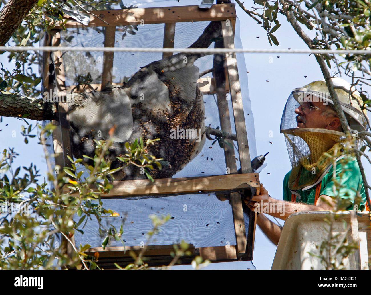 Couple leaving bees hi-res stock photography and images - Alamy