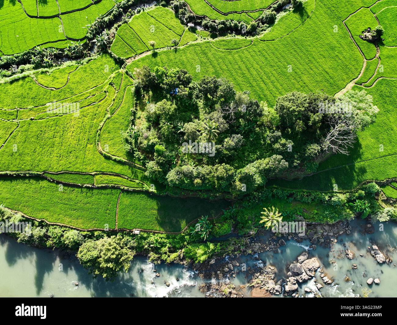 aerial view of terraced rice fields on a mountain slope with a rocky ...