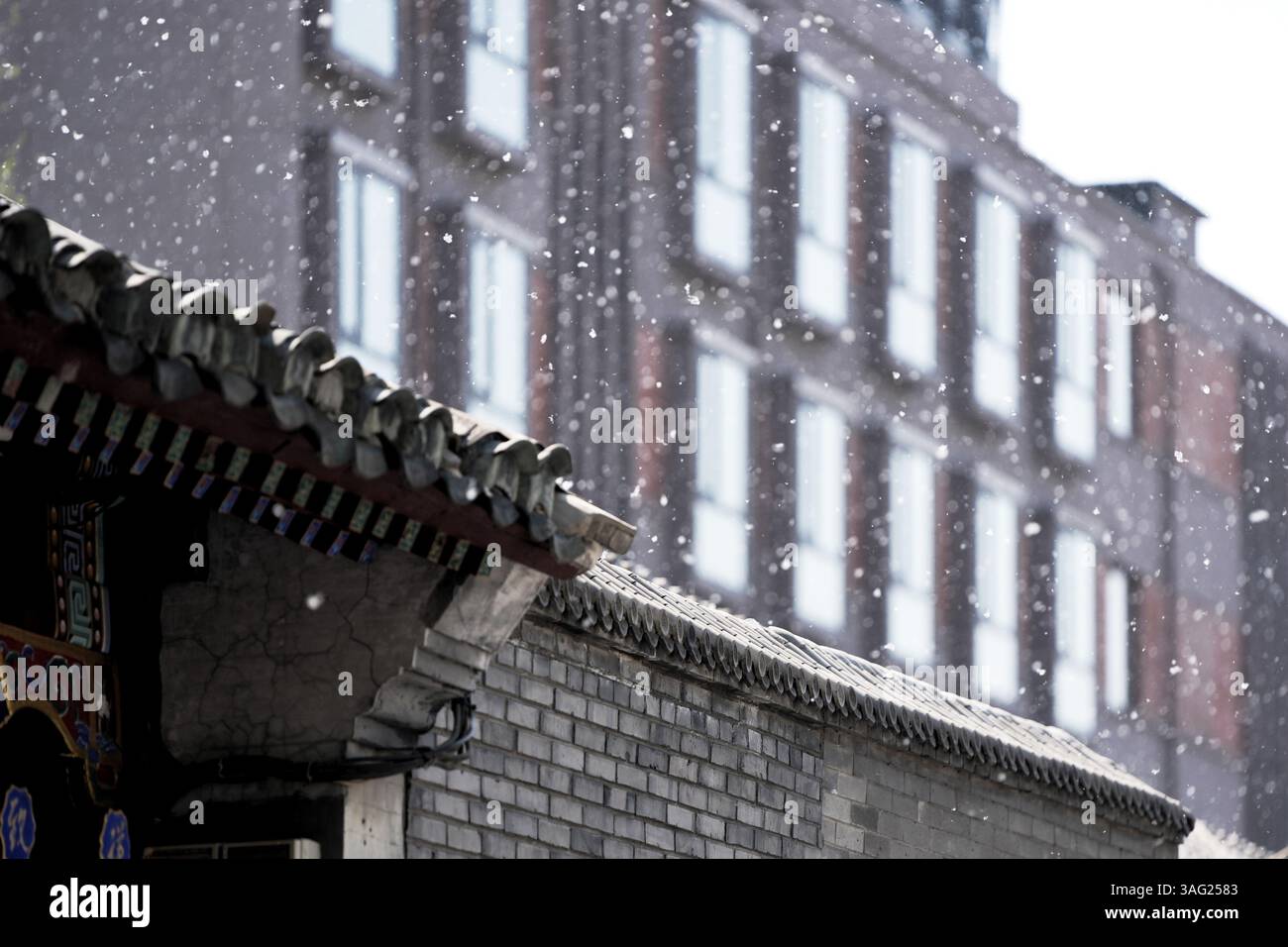 Beijing,China.6th April 2025. Flying catkins from willow and poplar ...