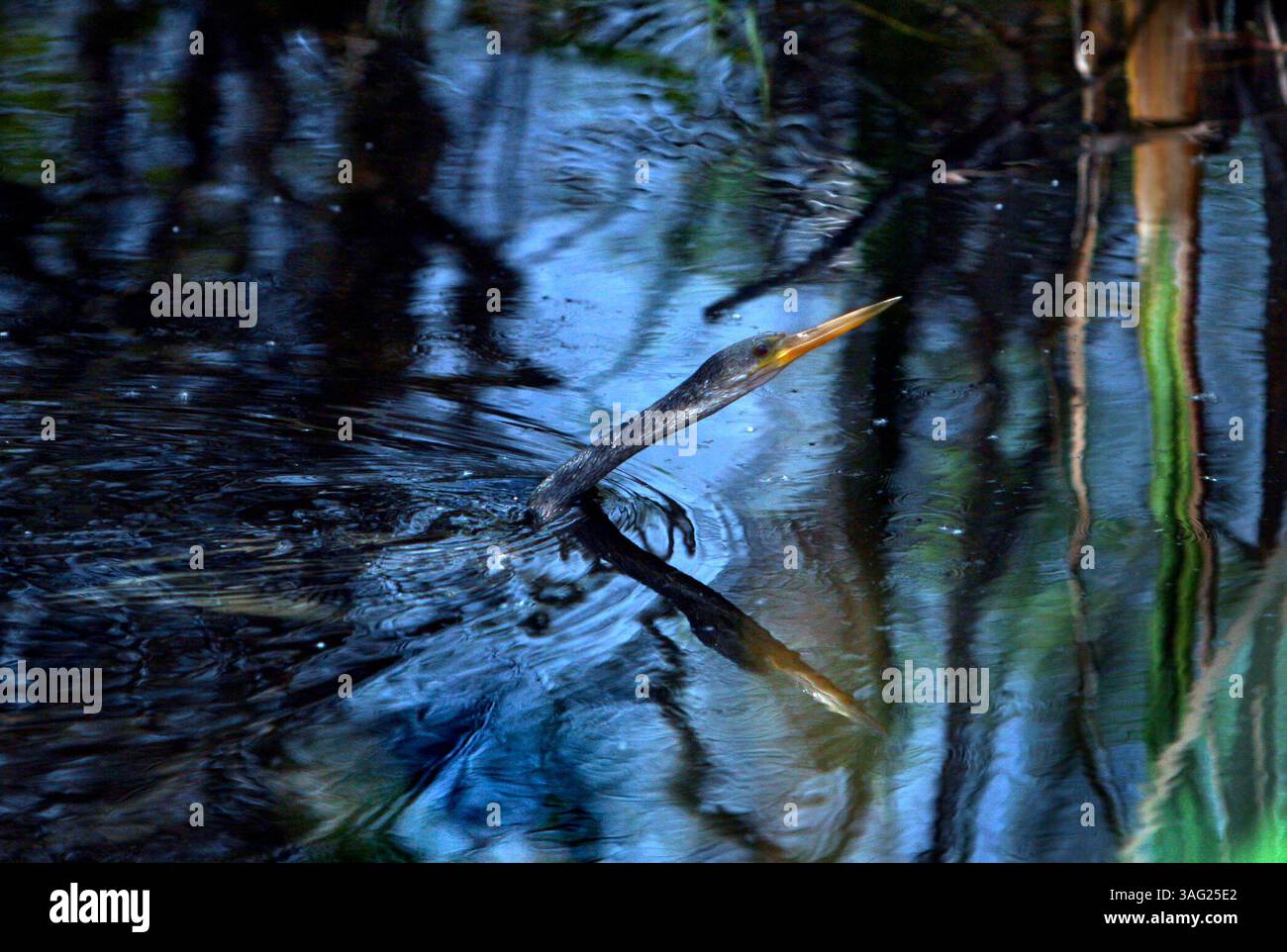 Alligator alley tamiami trail road hi-res stock photography and images ...