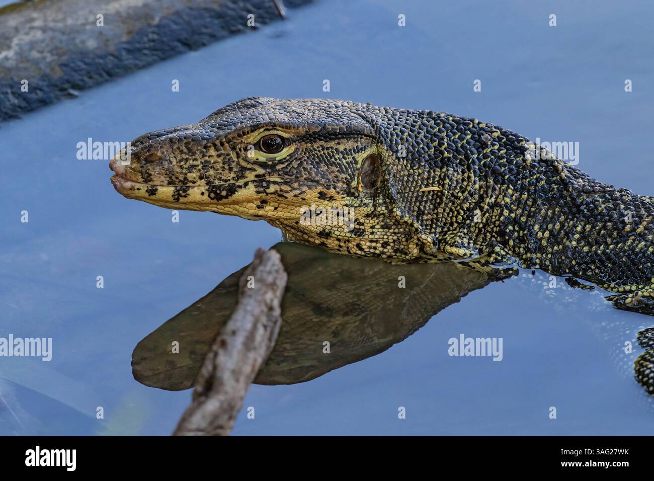 Asian Water Monitor lizard (Varanus salvator) in lake at Lumphini Park ...