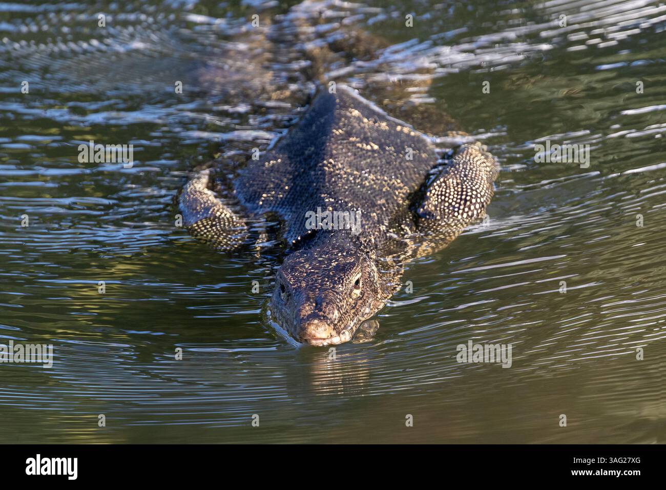 Asian Water Monitor lizard (Varanus salvator) swimming in the lake at ...