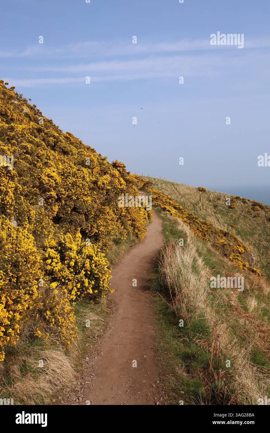Coastal path with gorse near Stonehaven Scotland March 2025 Stock Photo ...