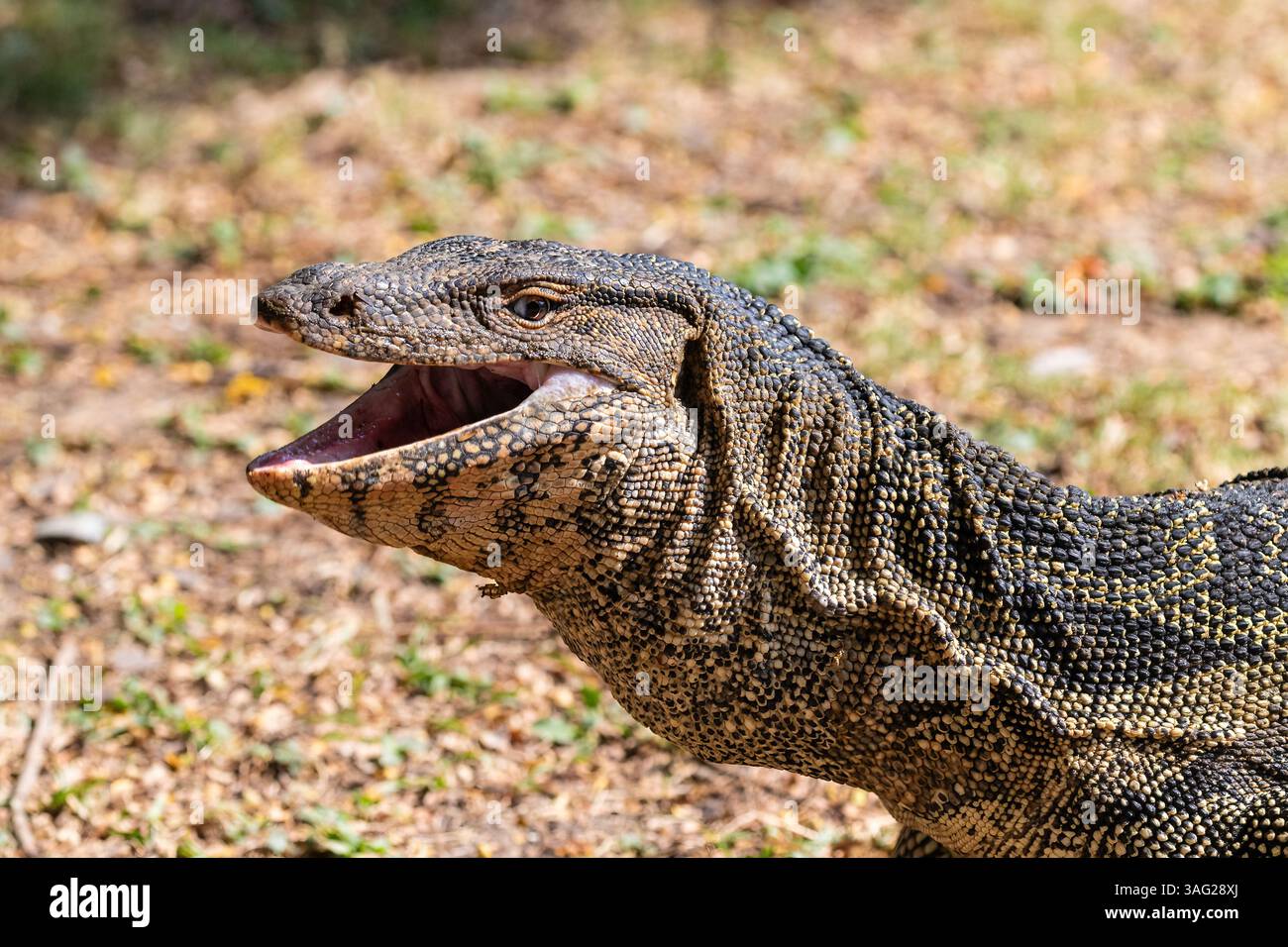 Asian Water Monitor lizard (Varanus salvator) in lake at Lumphini Park ...