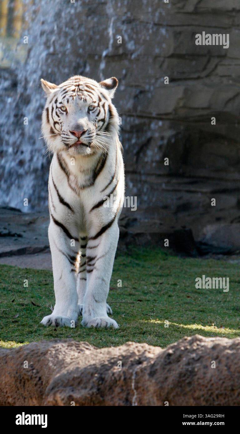 Tampa 3/27/2008) A Bengal Tiger at Jungala, the new area of Busch ...