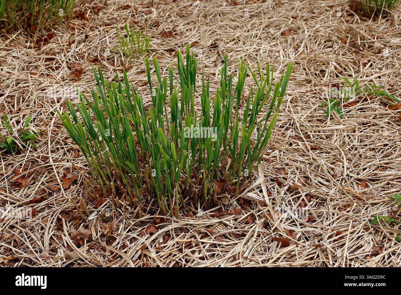 Close up of the ornamental garden grass miscanthus sinensis silberfeder ...