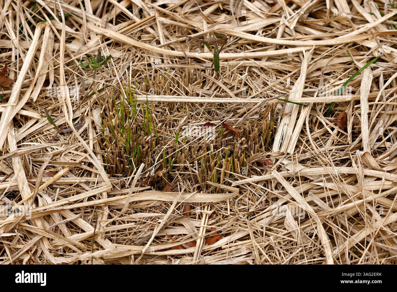 Close up of panicum virgatum northwind cut back hard in winter to ...