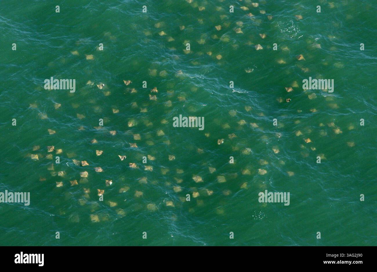 Cownose rays in the atlantic ocean hi-res stock photography and images ...