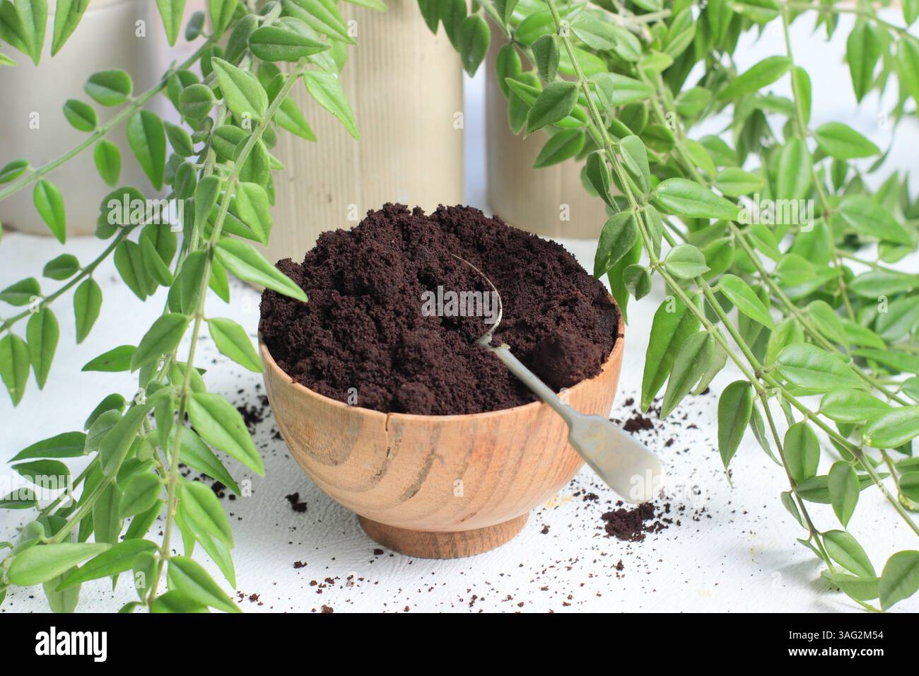 Used coffee grounds, obtained free from a coffee shop, used as mulch on ...