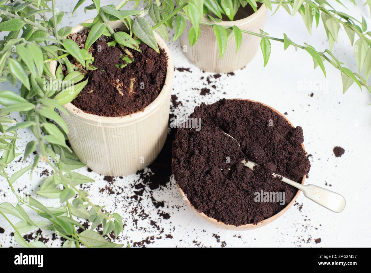 Used coffee grounds, obtained free from a coffee shop, used as mulch on ...