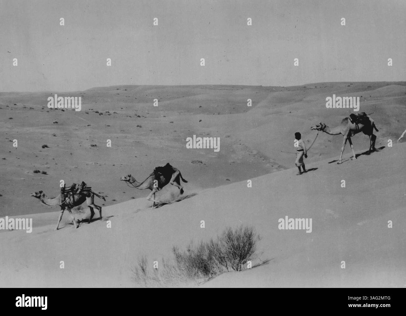 Misc animals camels hi-res stock photography and images - Alamy