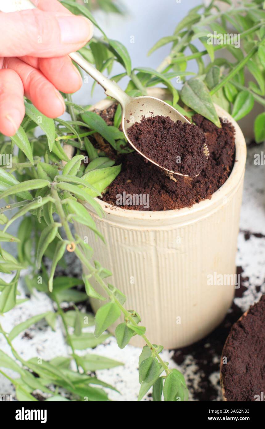 Used coffee grounds, obtained free from a coffee shop, used as mulch on ...