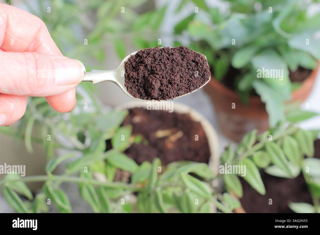 Used coffee grounds, obtained free from a coffee shop, used as mulch on ...