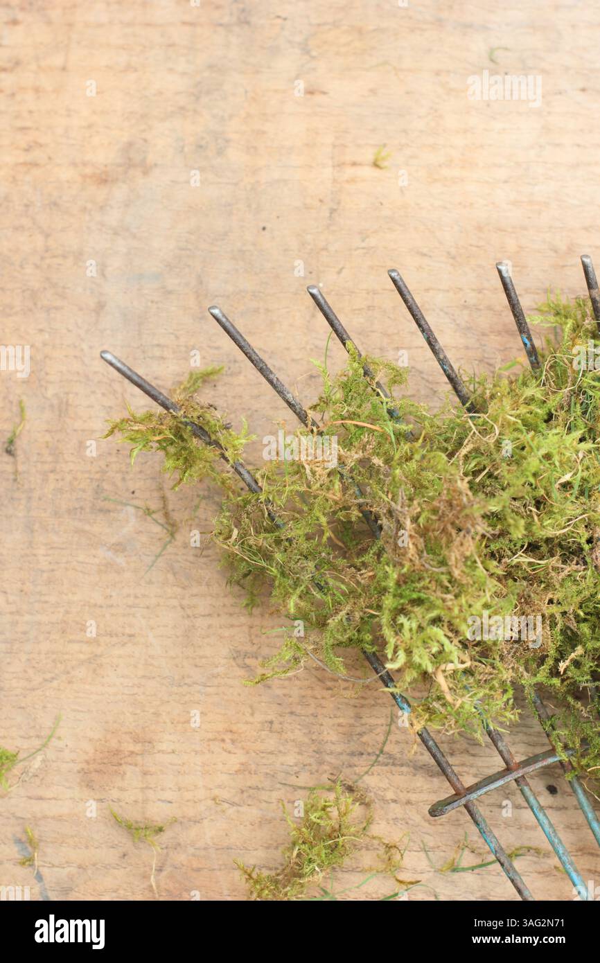 Scarifying. Moss and dead grass, known as thatch, seen in a spring ...