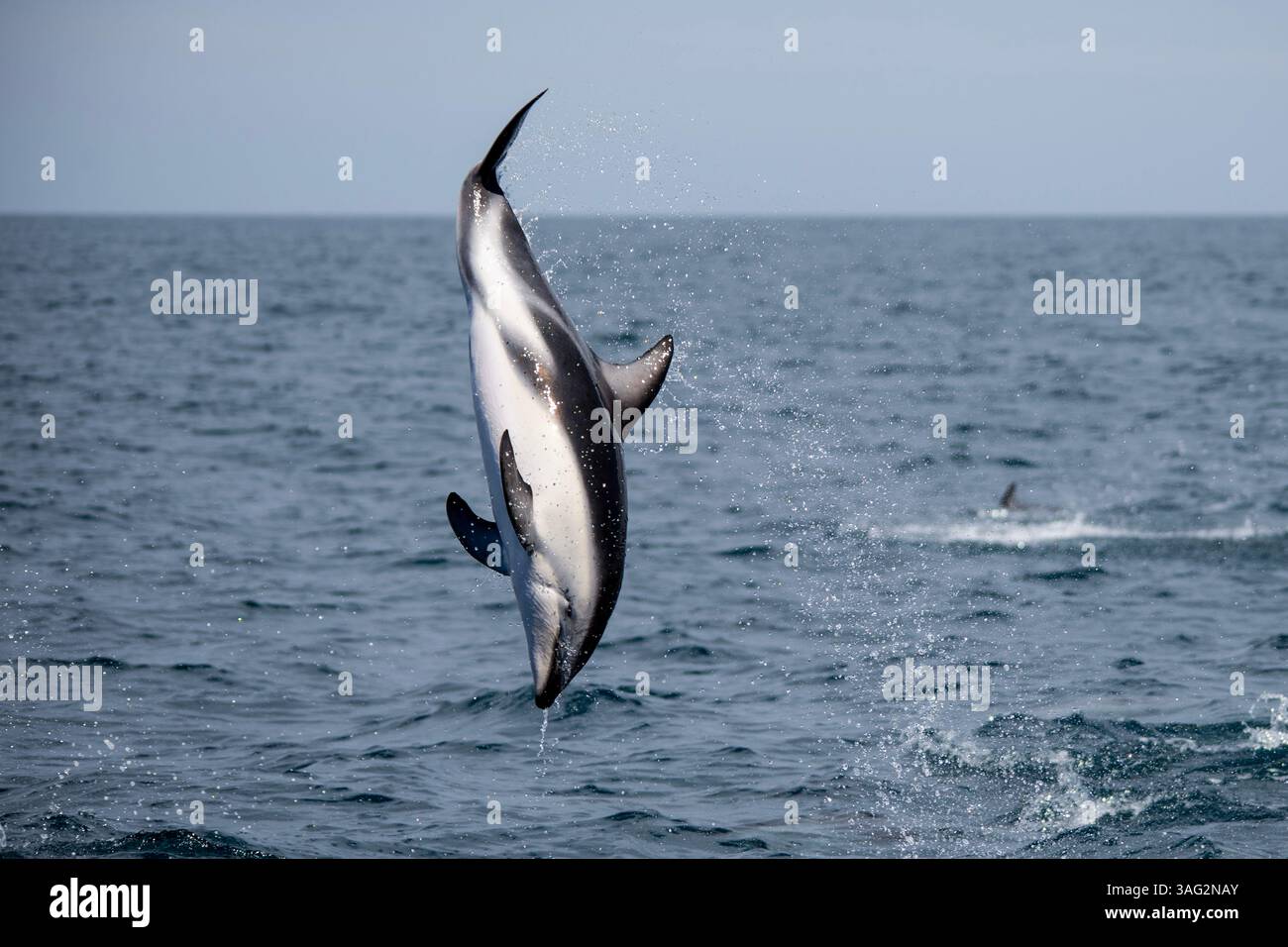 A dusky dolphin performs a backflip Stock Photo - Alamy