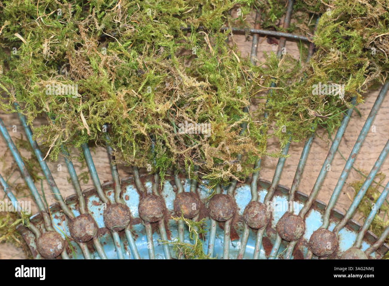 Scarifying. Moss and dead grass, known as thatch, seen in a spring ...