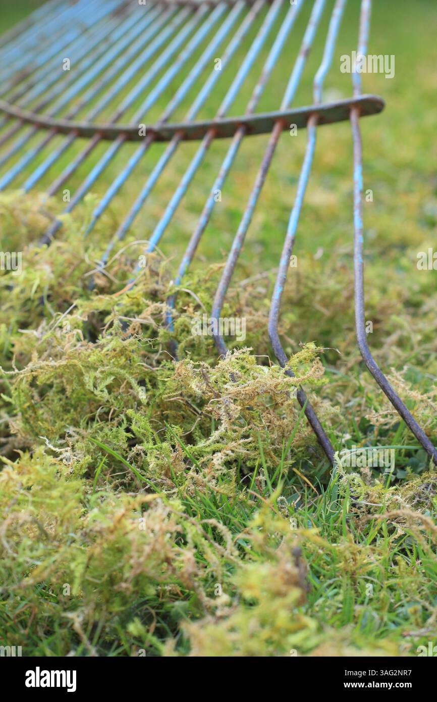 Scarifying a lawn with a spring tined rake to remove a layer of moss ...