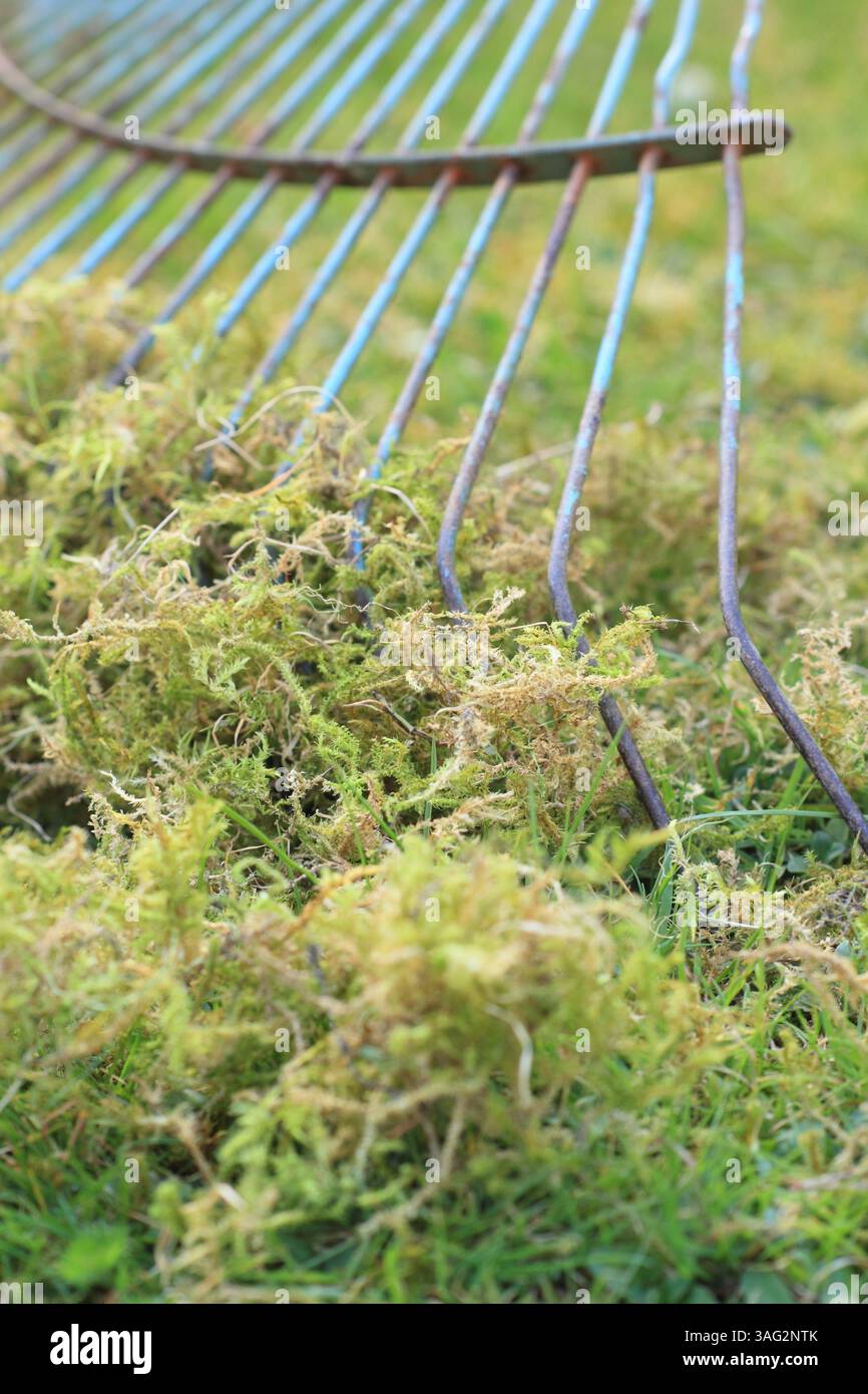 Scarifying a lawn with a spring tined rake to remove a layer of moss ...