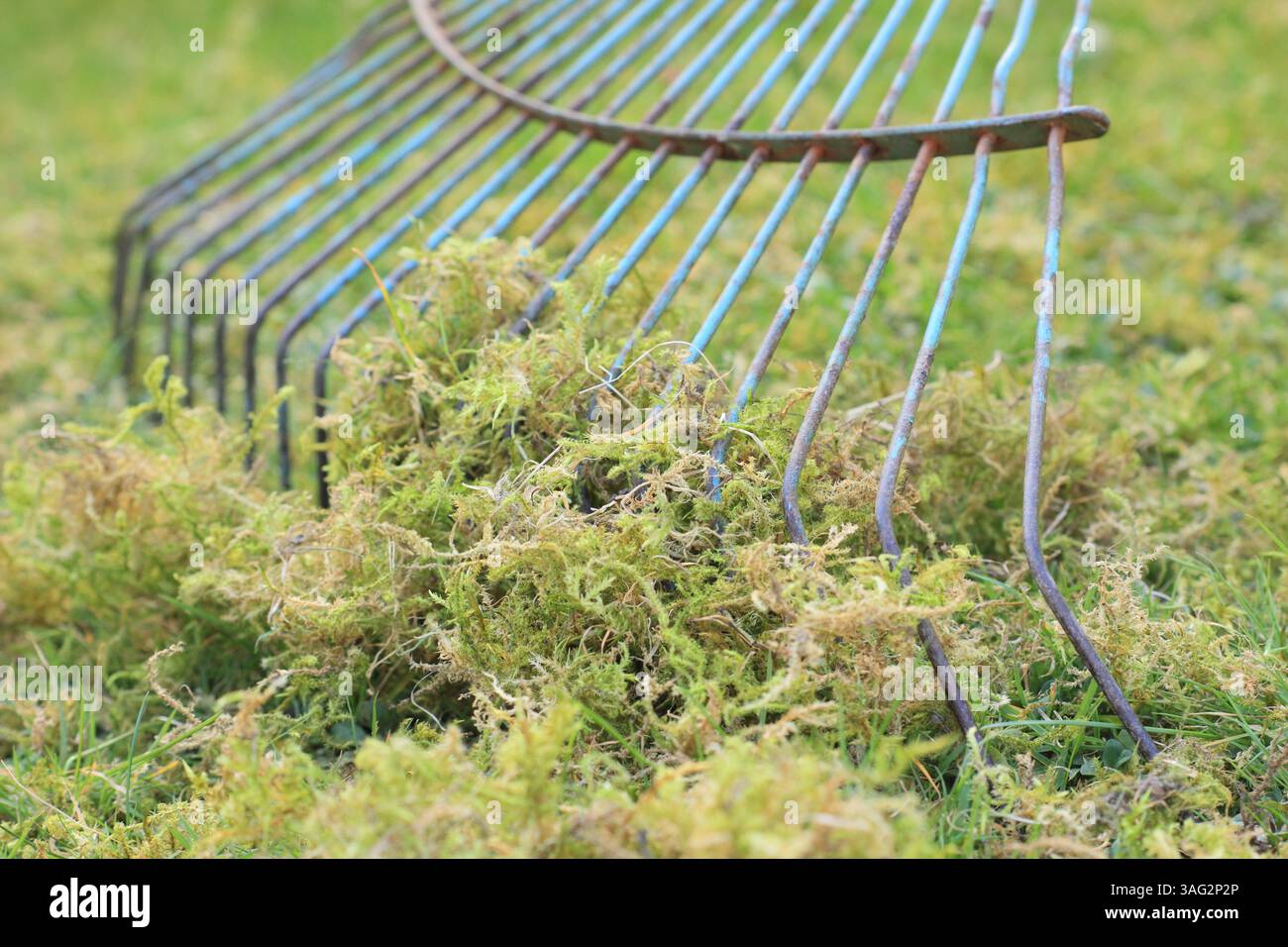 Remove moss remove growth hi-res stock photography and images - Alamy