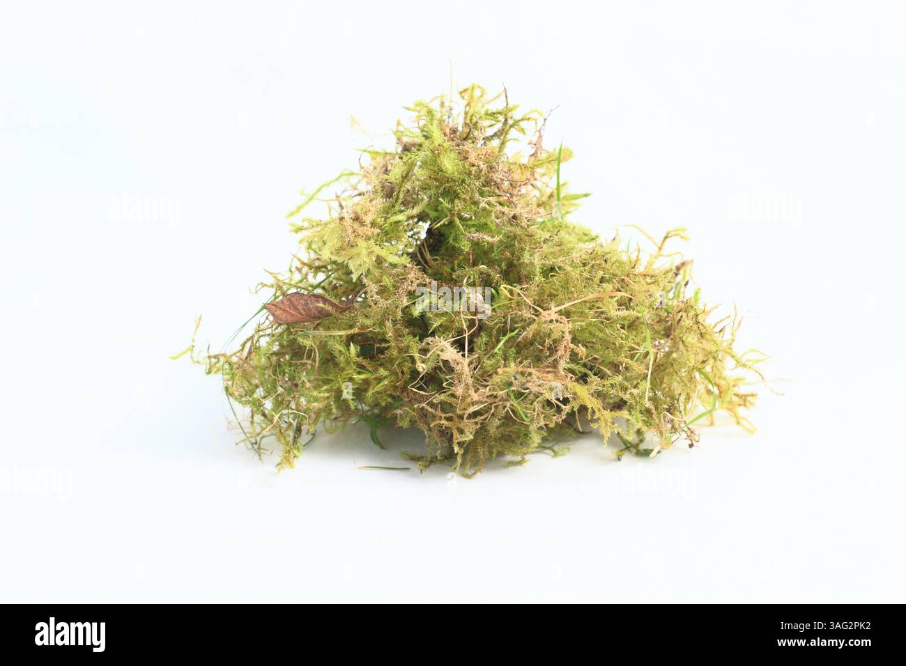 Moss uk cut out hi-res stock photography and images - Alamy