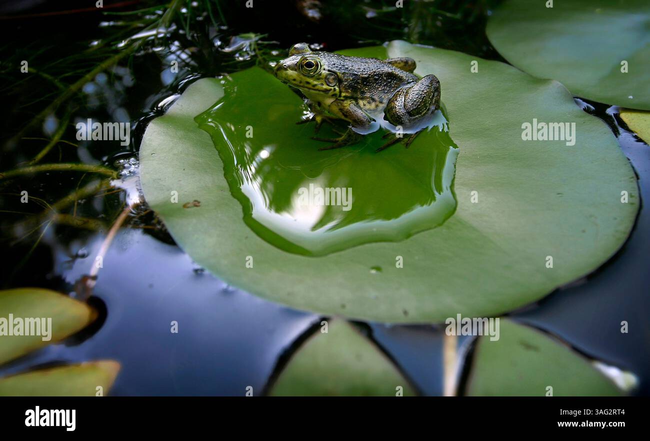 Pig frog eating hi-res stock photography and images - Alamy