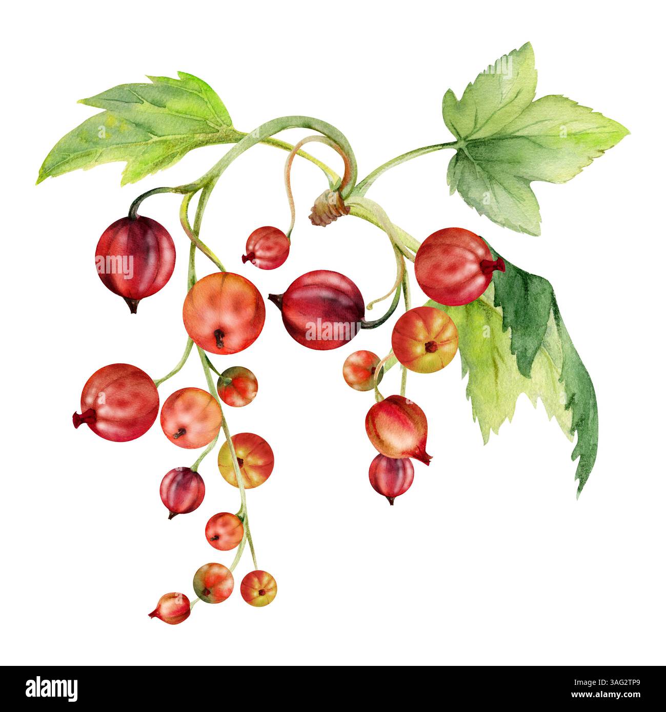 Currant gooseberry cluster bunch raceme with leaves, berry casseille ...