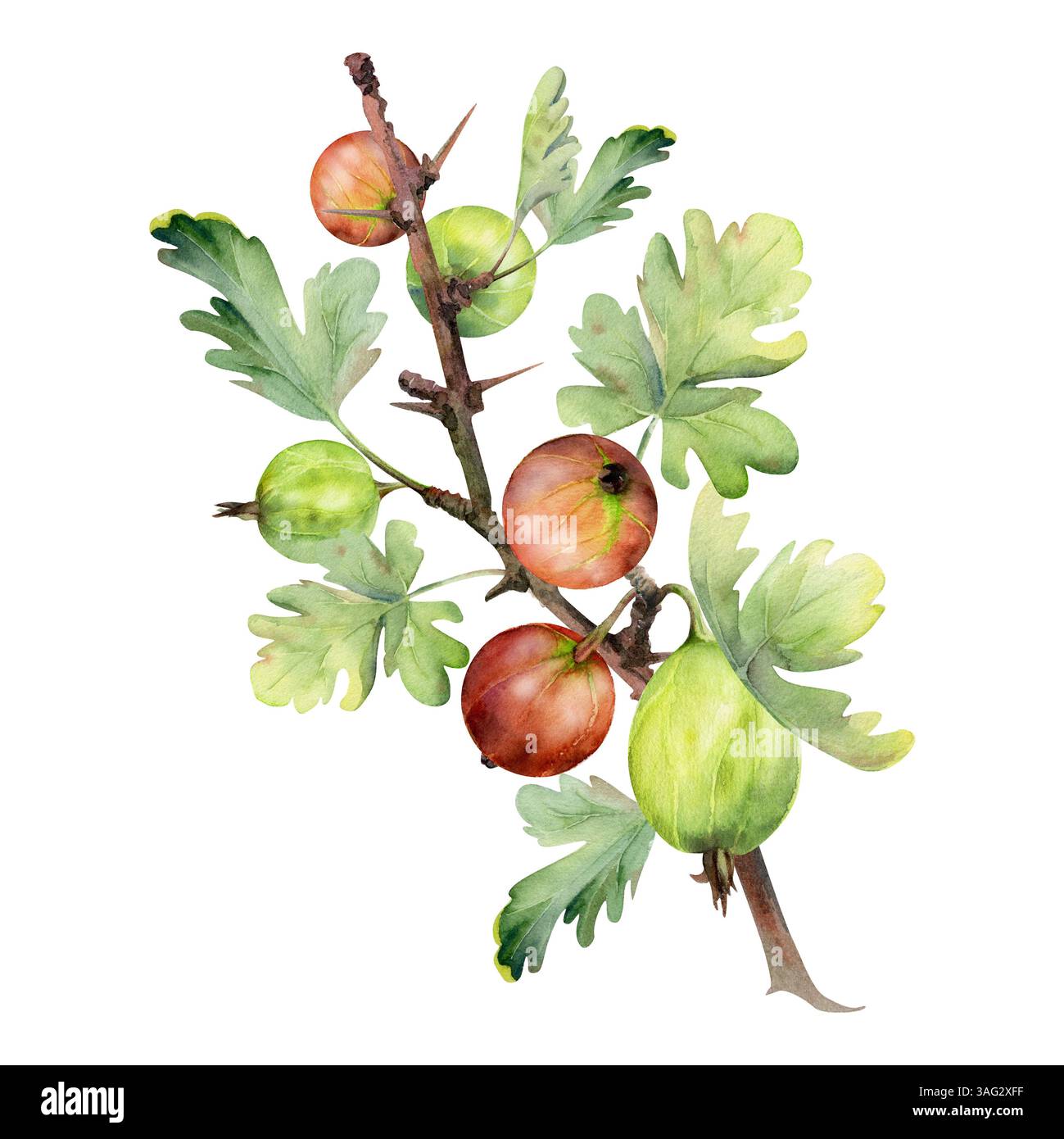Gooseberry craft Cut Out Stock Images & Pictures - Alamy