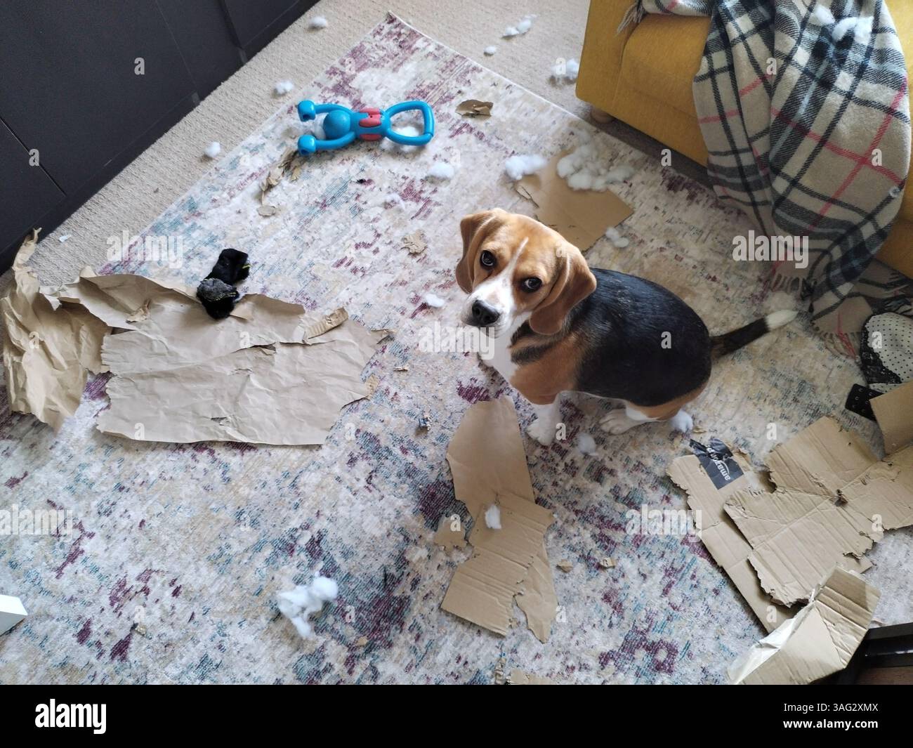 Beagle Dog Making a Mess and Sat Looking Up at the Camera Stock Photo ...