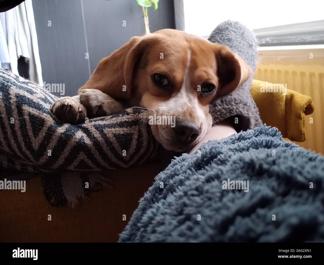 Beagle dog staring camera hi-res stock photography and images - Alamy