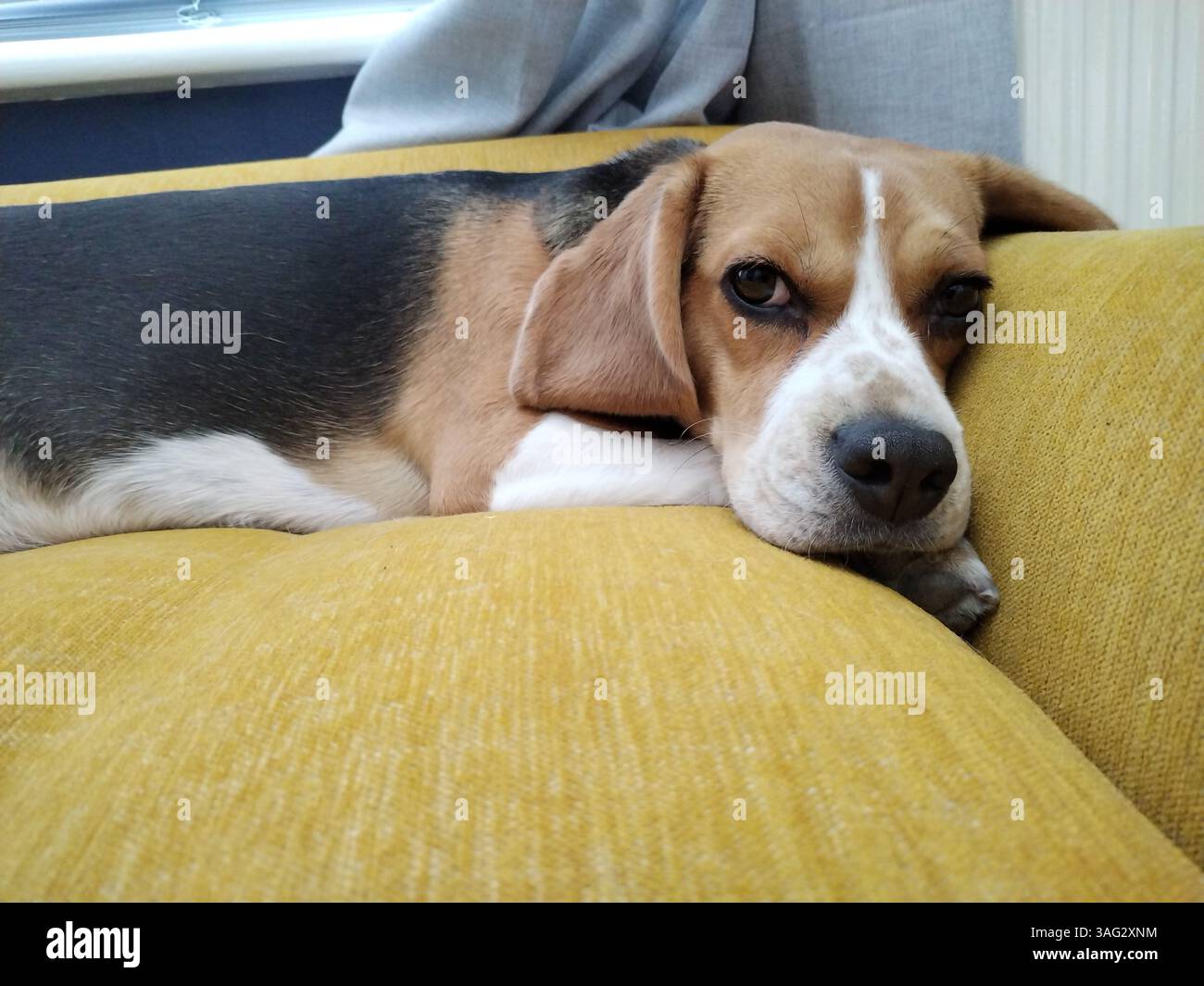 Beagle Dog Staring at Camera Stock Photo - Alamy