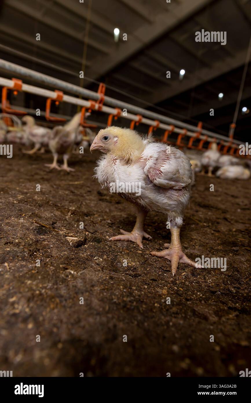 a poultry farm where broiler chickens are grown for industrial meat ...