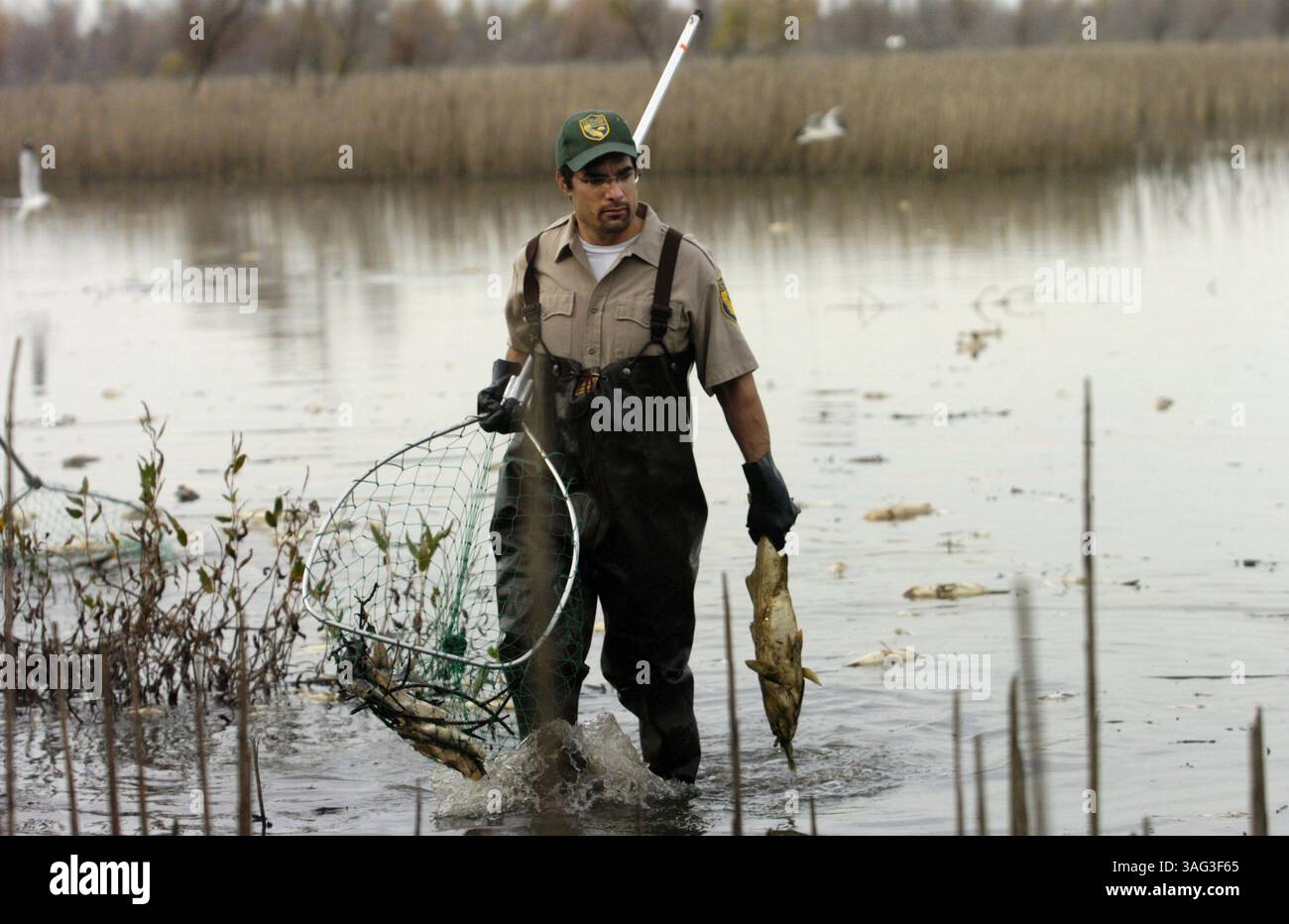 JUMP PHOTO -- Jason DuBois, of the Department of Fish and Game, scoops ...