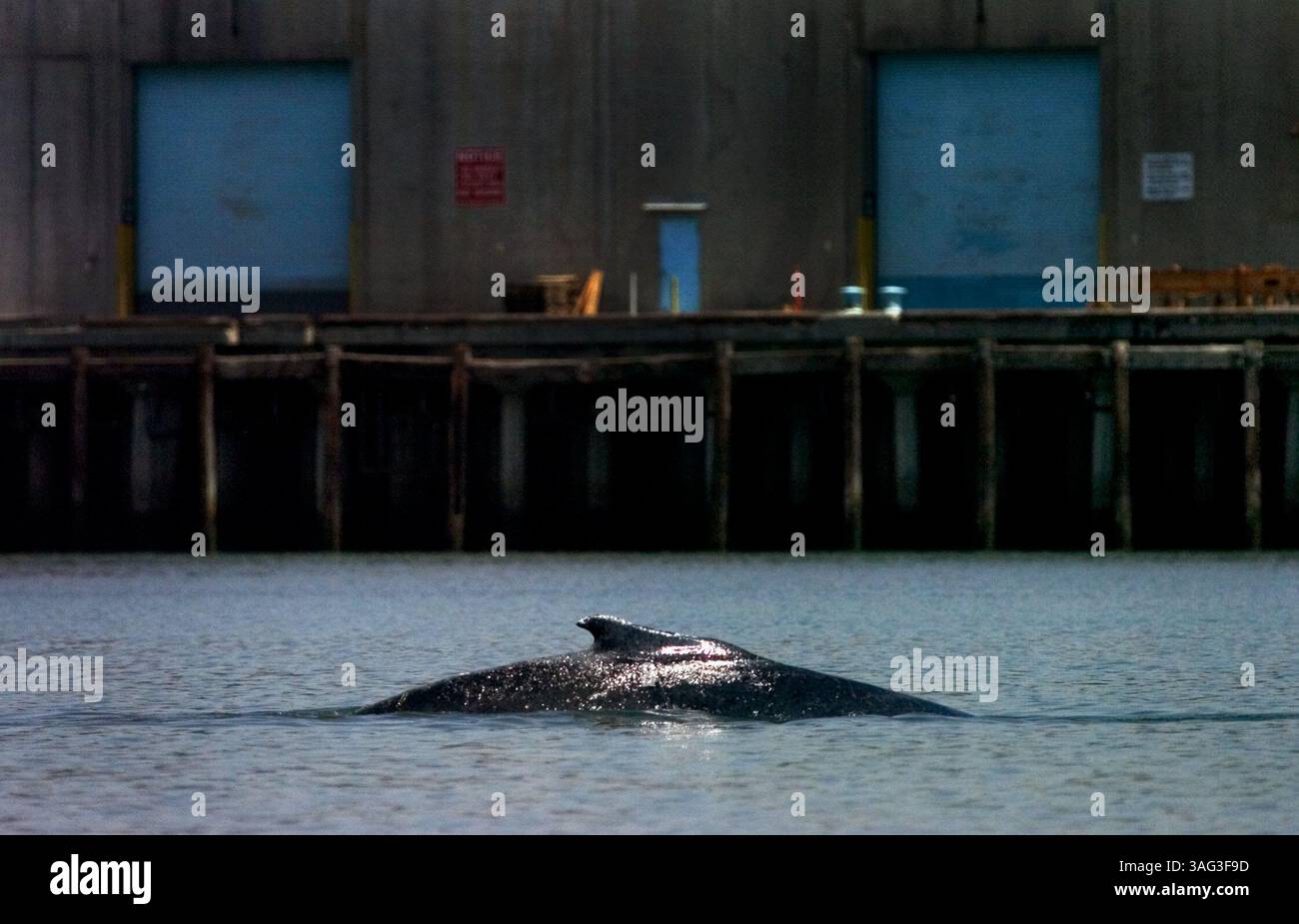 Humpback whale surfaces circling hi-res stock photography and images ...