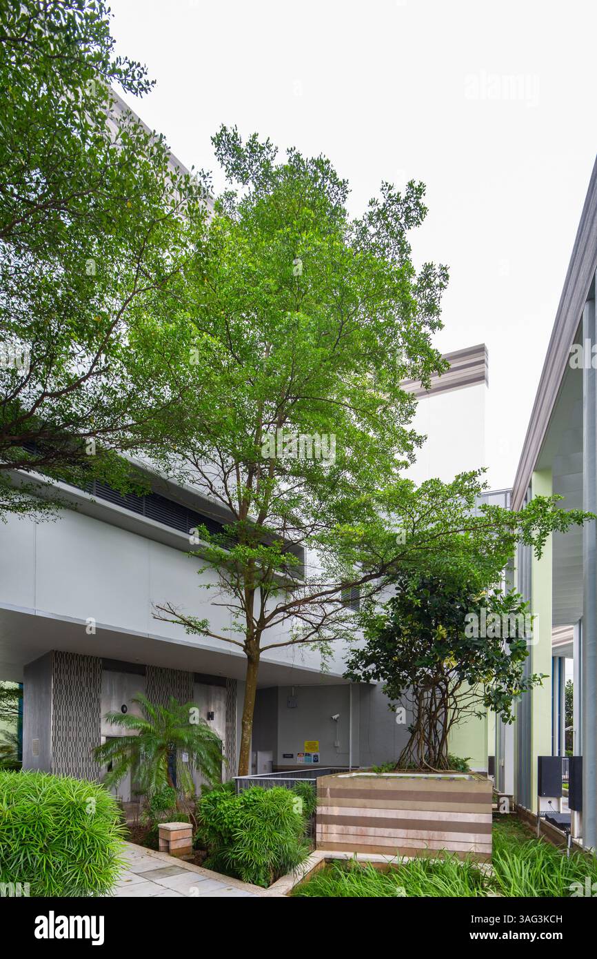 Vertical view of green trees on buildings. At Skyville Dawson ...