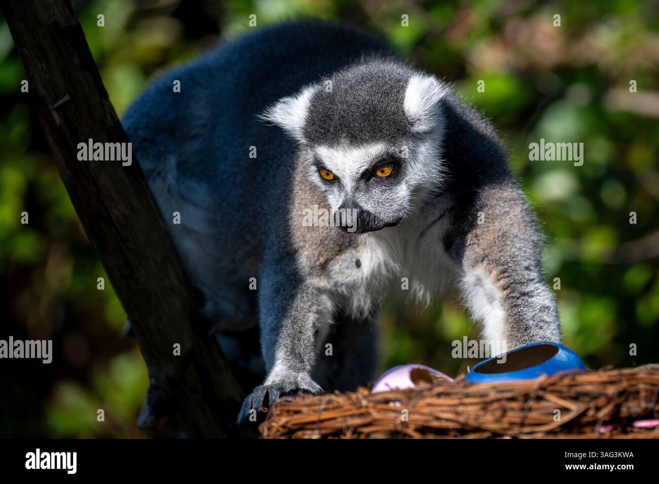 London, UK. 8 April 2025. Endangered Ring-tailed lemurs with decorated ...
