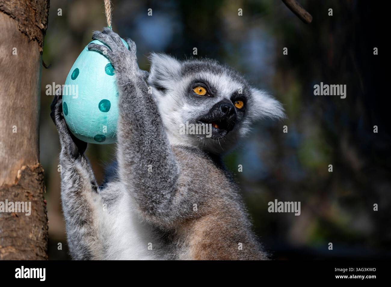 London, UK. 8 April 2025. Endangered Ring-tailed lemurs with decorated ...