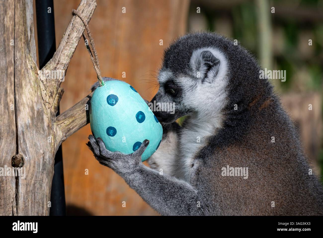 London, UK. 8 April 2025. Endangered Ring-tailed lemurs with decorated ...
