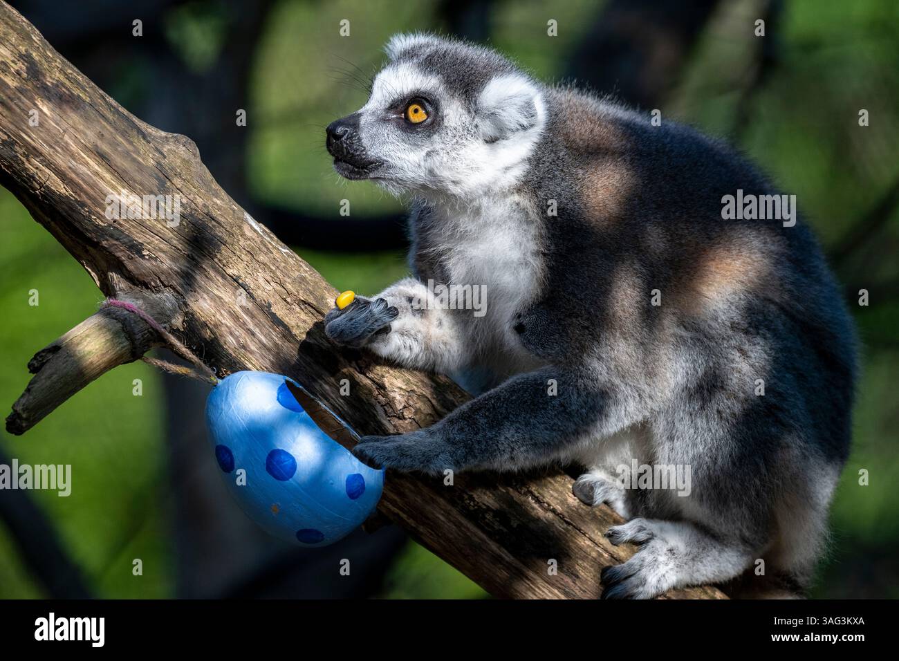 London, UK. 8 April 2025. Endangered Ring-tailed lemurs with decorated ...